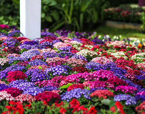 Trfihi Parks | Parks | Orman Botanical Garden