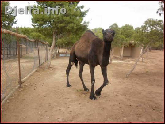 Trfihi Parks | Parks | Amusement park and animals Djelfa