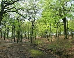 Trfihi Parks | Parks | Tandle Hill Country Park