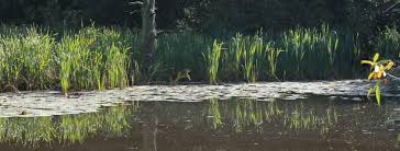 Trfihi Parks | Parks | Sandgate Park