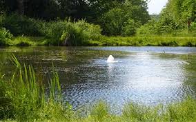 Trfihi Parks | Parks | Brandon Country Park