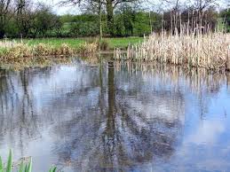 Trfihi Parks | Parks | Burbage Common and Woods